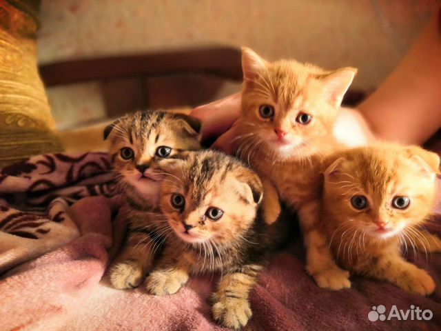 Британские котята