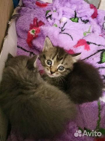 Котята 1 месяц