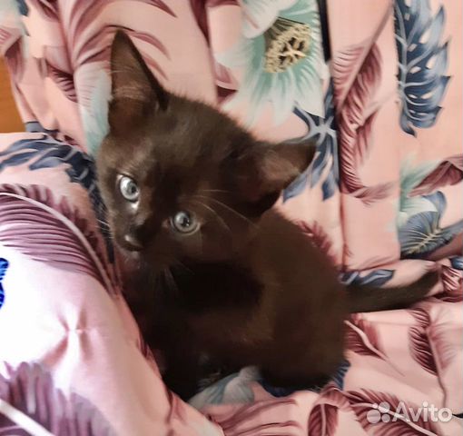 Котенок мальчик ищет будущих родителей
