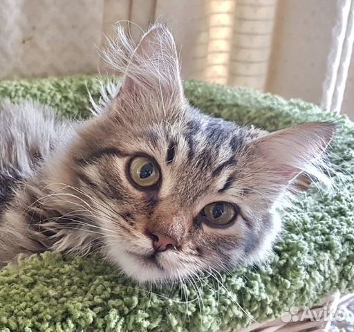 Котенок девочка 6 месяцев ищет Дом