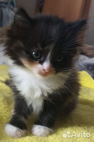 Богатка + турецкая Ангора