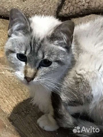 Кошка Морозко
