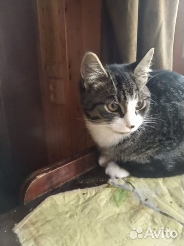 Отдам котенка в добрые руки
