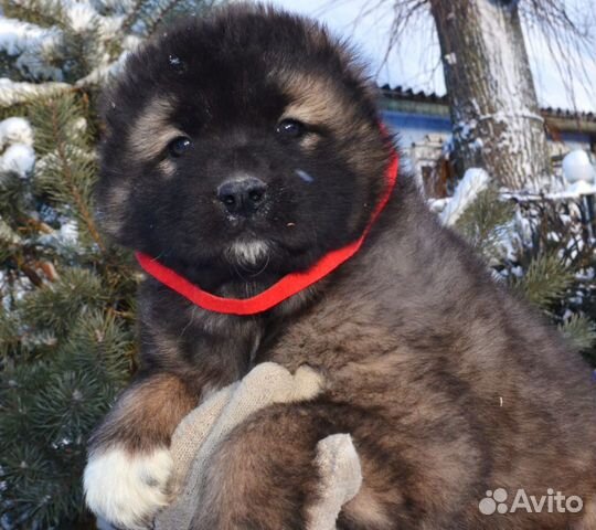 Кавказская овчарка девочки