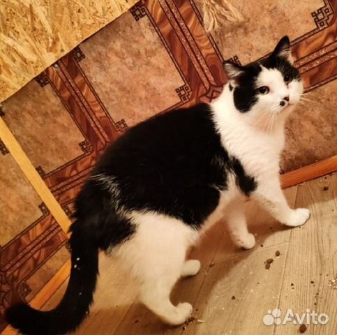 Черно-белое пушистое счастье в дом