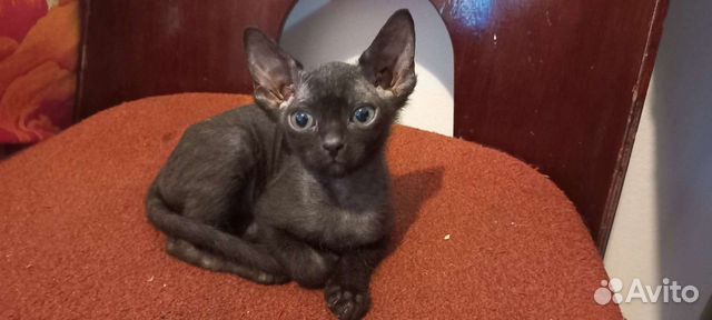 Донской сфинкс котята