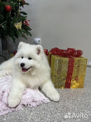 Щенки самоеда