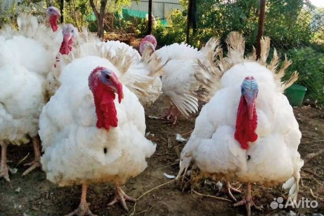 Индюки биг 6