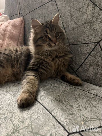 Котенок львенок в добрые руки