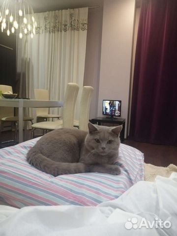 Британский кот приглашает на вязку