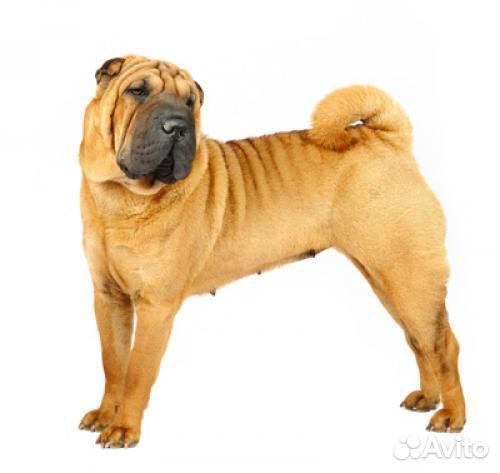 SOS Бегает шарпей на поводке