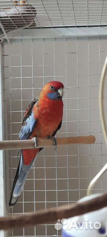 Попугай розелла мальчик и девочка