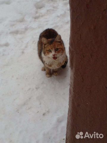 Кошка с травмой челюсти на улице