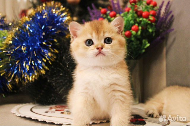 Британские золотые котята
