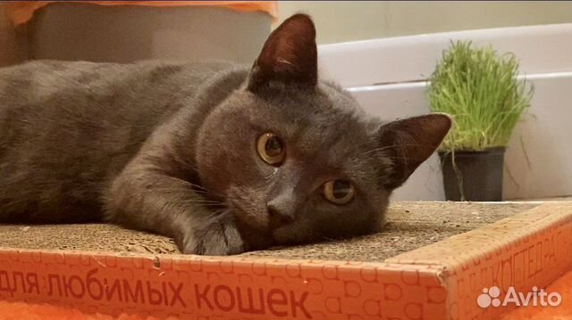 Русская голубая кошечка в ответственные руки