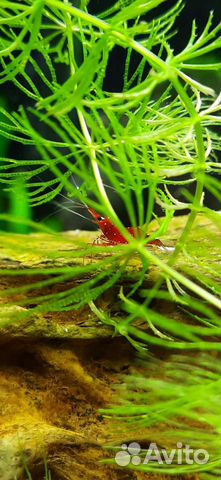 Креветки Сулавеси Кардинал