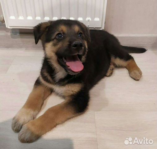 Щеночек ищет дом