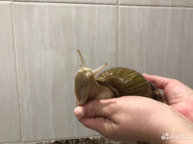 Улитки ахатины