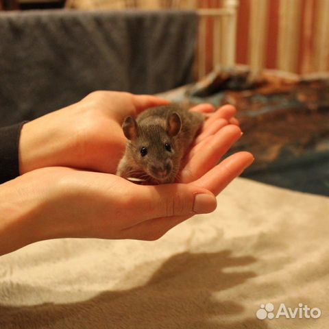 Крысенок крысята девочка агути красавица ручная