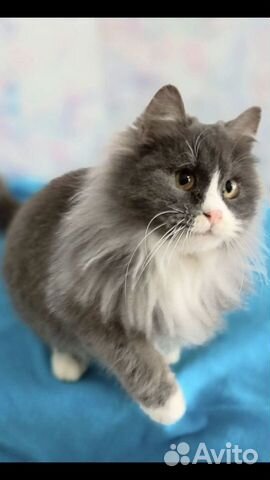 Сибирский котёнок в дар