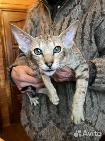 Зеленоглазый Ушинский