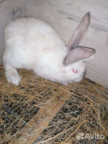 Кролики фландер