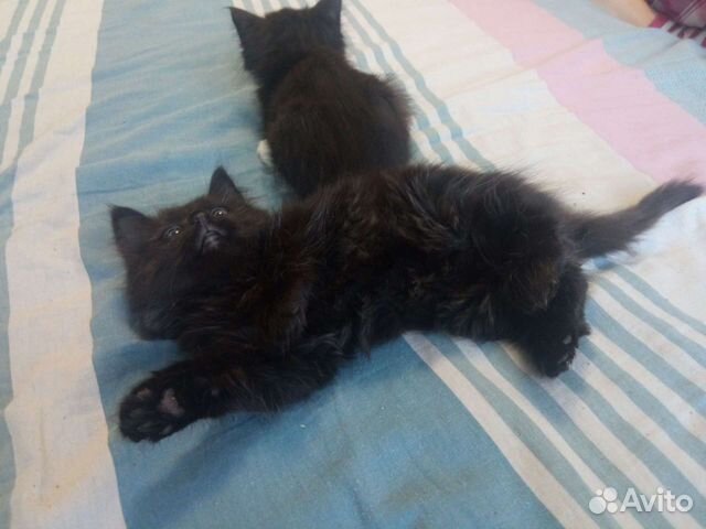 Котик