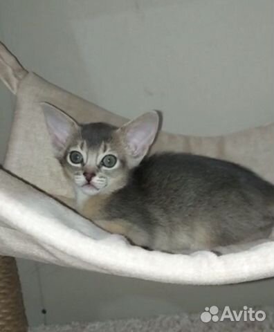 Абиссинские Голубчики