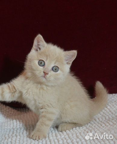 Кремовый британский кот