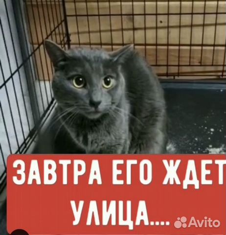 Русского голубого котика ждёт улица