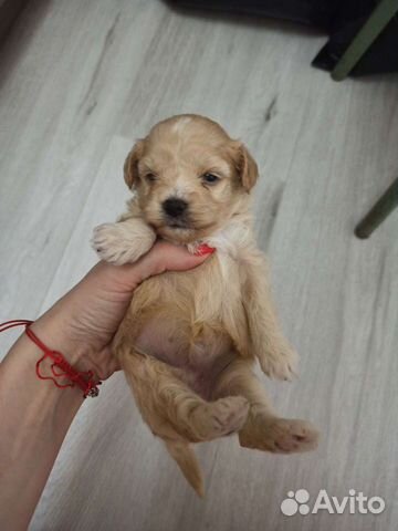 Мальтипу F1 mini кукольные девочки на февраль