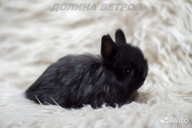 Девочка лиса карликовая, супер мини