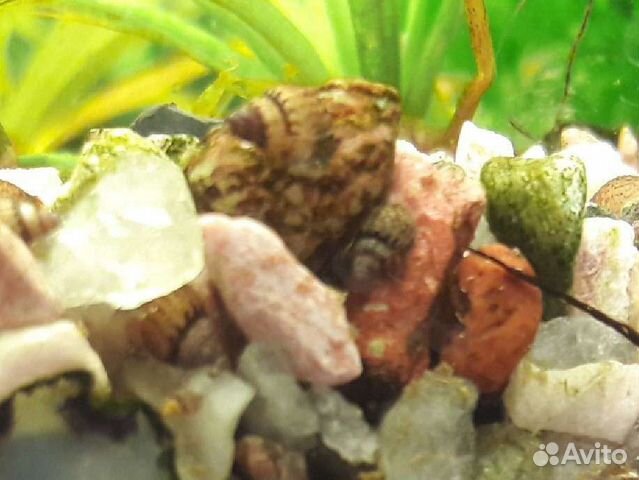 Улитки донные мелании