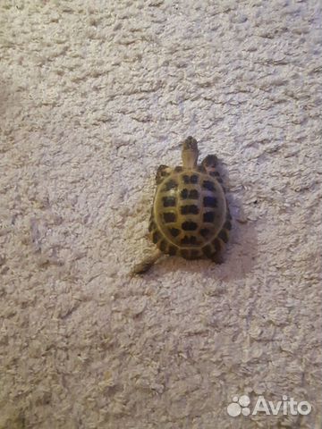 Черепаха сухопутная