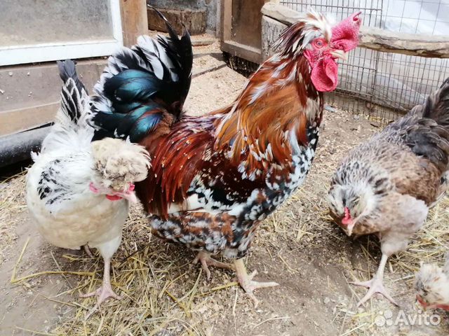 Инкубационное яйцо породистых кур