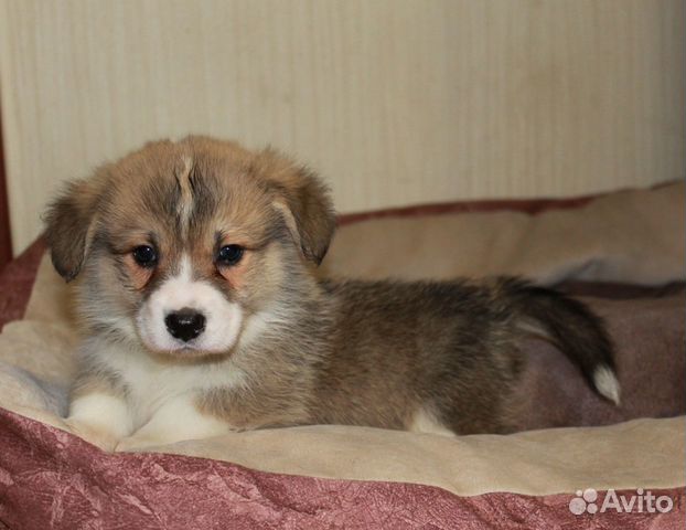 Щеночки корги из питомника