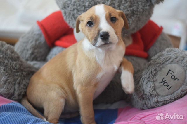 Щенок стаффорда (метис) 2 месяца