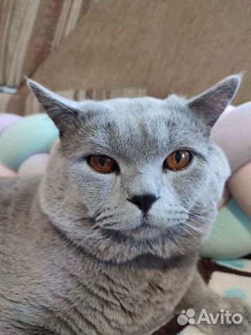 Шотландский кот вязка