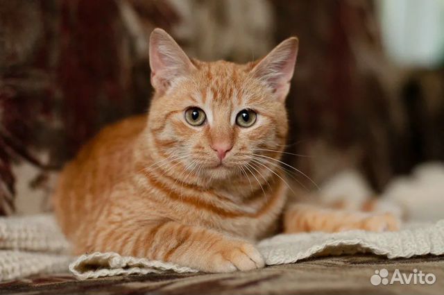 Кошка Рыжуля
