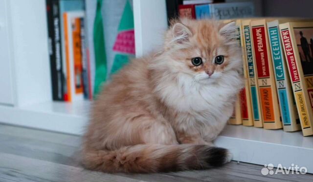 Британский котенок