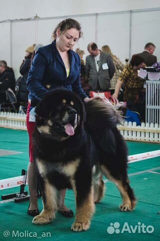 Тибетский мастиф щенки