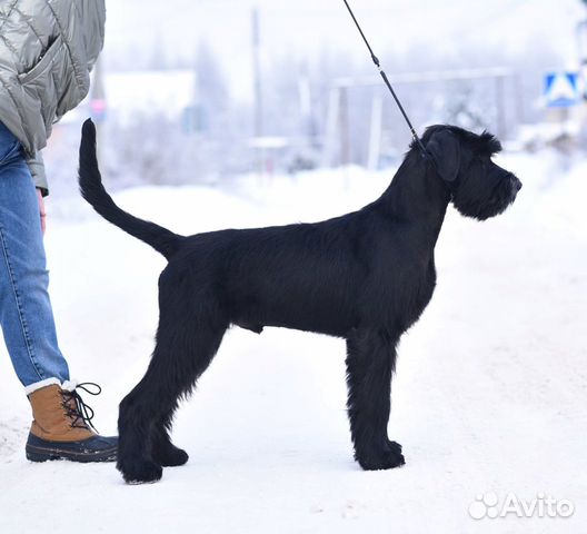 Щенок ризеншнауцера