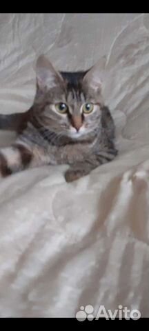 Нежная Бонита ищет семью