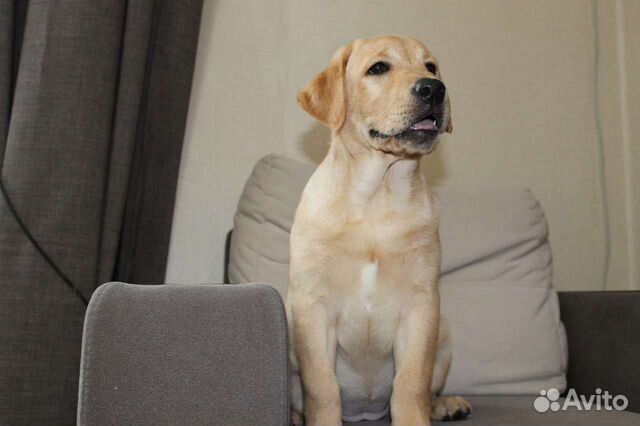 Щенки лабрадора