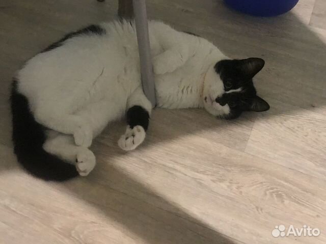 Кошка