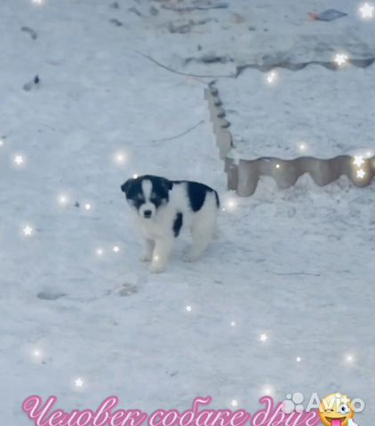 Шенки в добрые руки