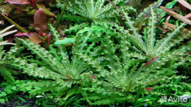 Аквариумное растение. Погостемон хелфера