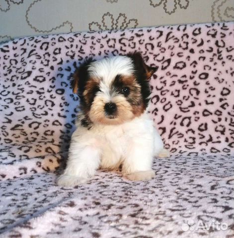 Бивер йорк мальчик