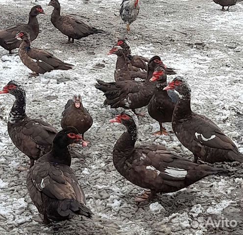 Индоутка мускусная утка