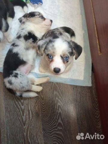 Вельш-корги кардиган щенок